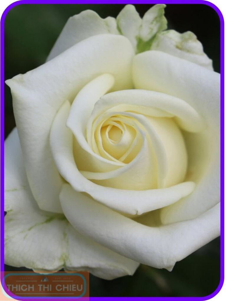 Beautiful White Rose Varieties: Discover the 10 Most Popular and ...
