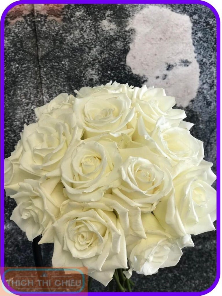 Beautiful White Rose Varieties: Discover the 10 Most Popular and ...