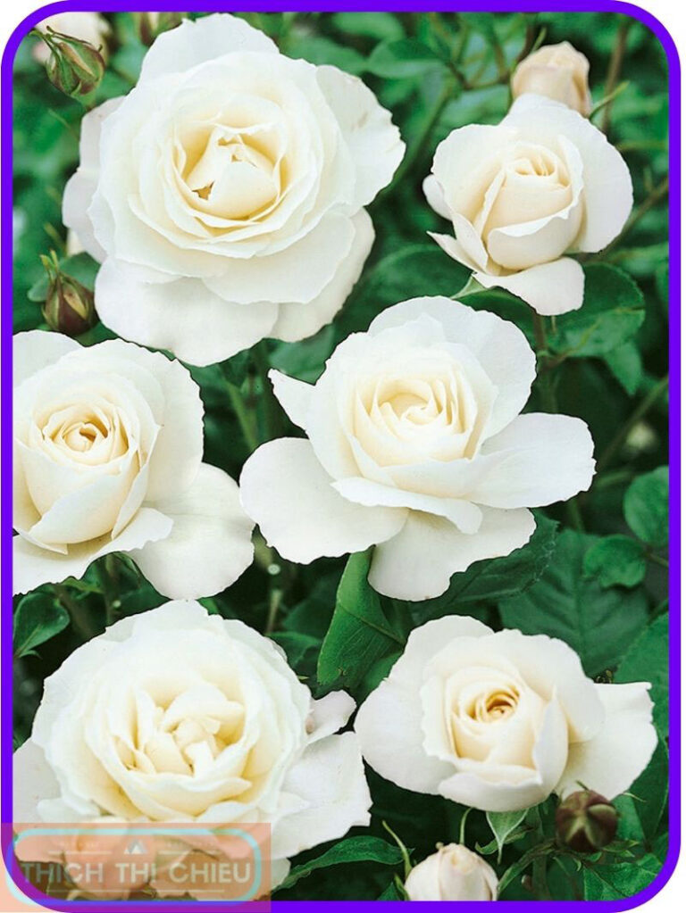 Beautiful White Rose Varieties: Discover the 10 Most Popular and ...