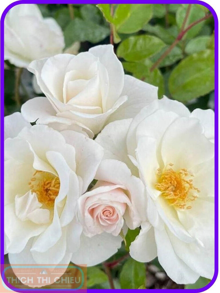 Beautiful White Rose Varieties: Discover the 10 Most Popular and ...