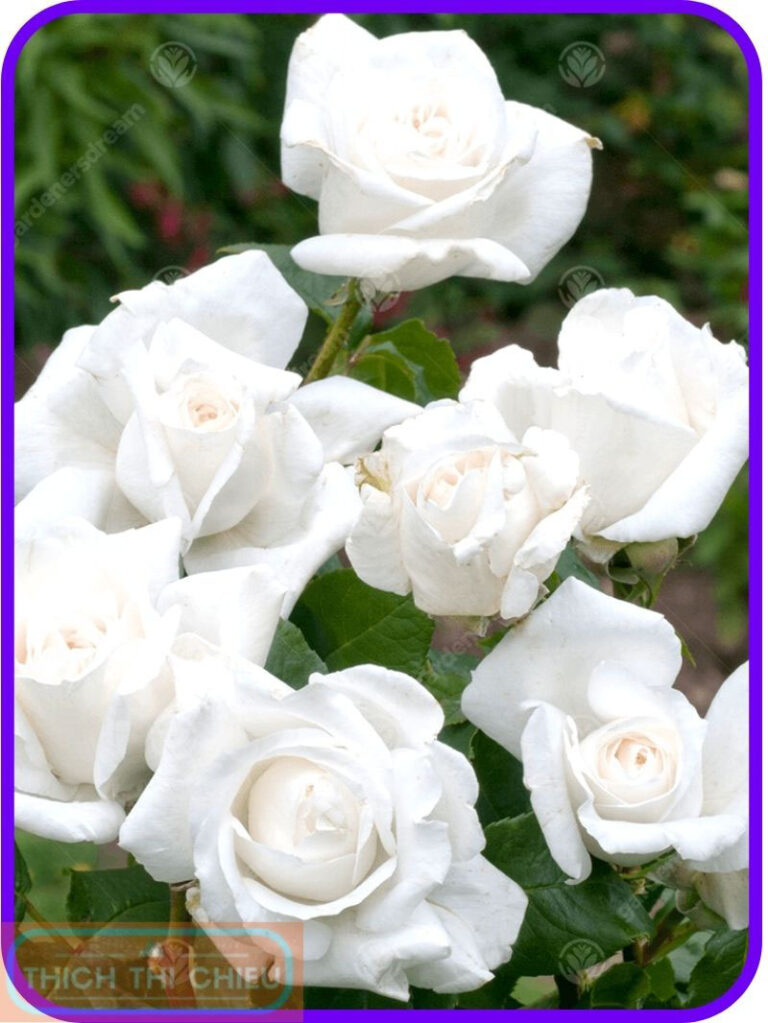 Beautiful White Rose Varieties: Discover the 10 Most Popular and ...
