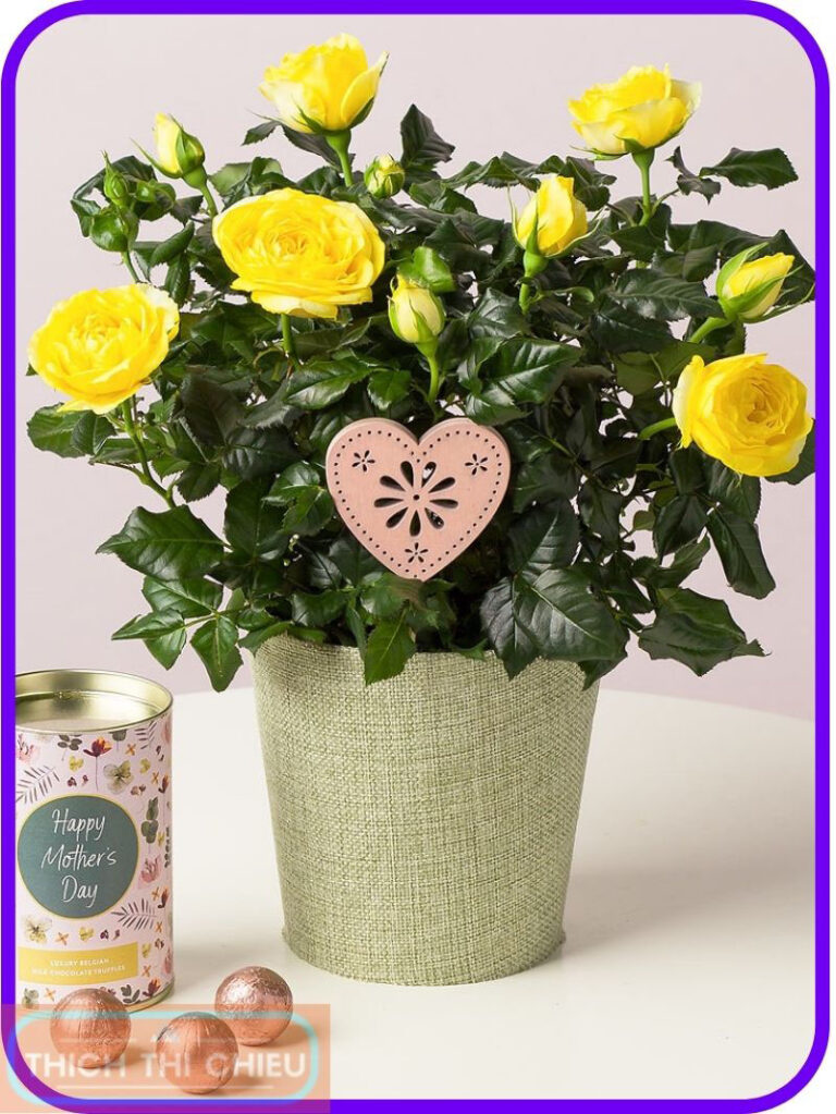 10 Most Beautiful Yellow Roses to Brighten Your Day - Thich Thi Chieu